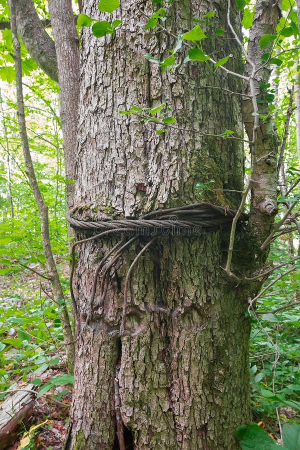 The Iron Rope is Tied Around the Big Oak Tree Stock Image - Image of ...
