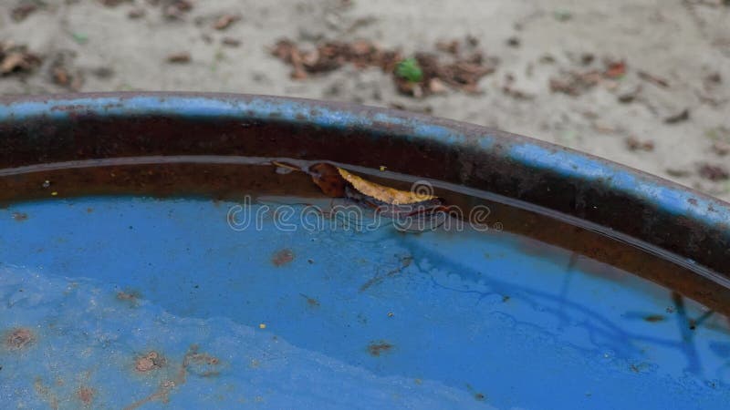 Iron Rusty Blue Barrel with Water Stock Footage - Video of rusty, water ...