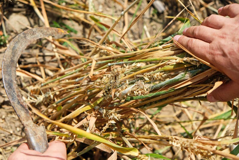 Iron Scythe in the Hands .harvesting Stock Photo - Image of landscape ...