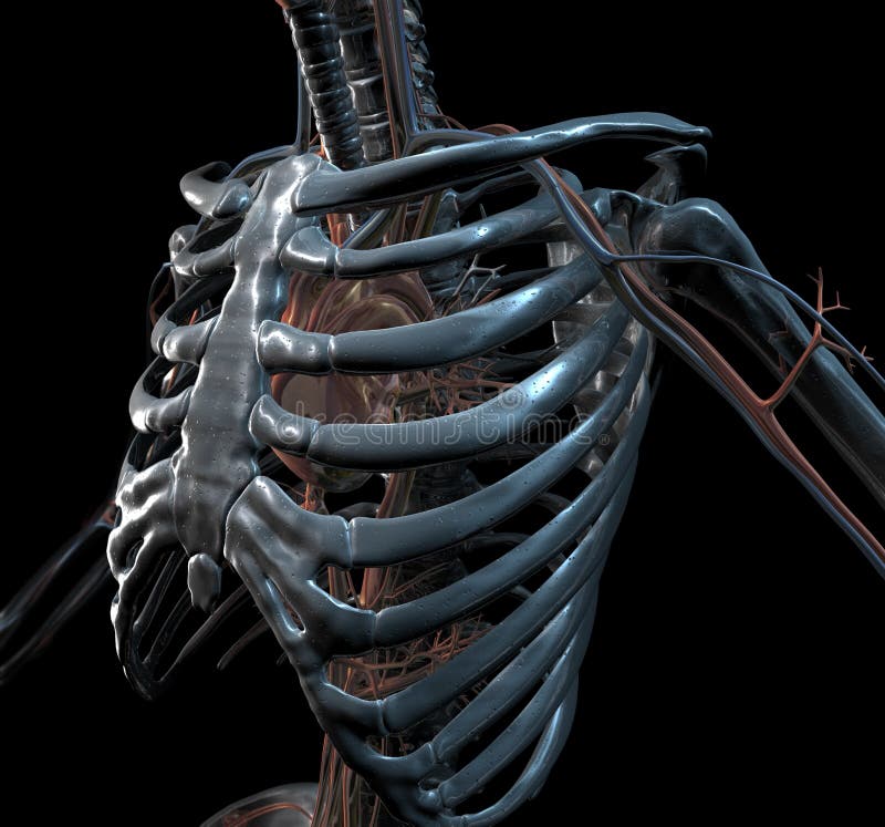 Iron Skeleton stock illustration. Illustration of skeleton - 29241027