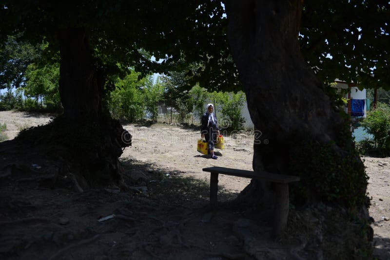 Iron Tree in Azerbaijan Lankaran Area Editorial Photography - Image of ...