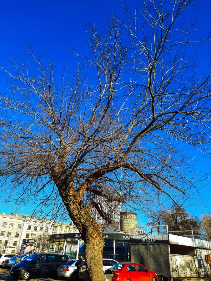 Iron Tree in Early Spring Against the Blue Sky. an Old Celtis L Tree ...
