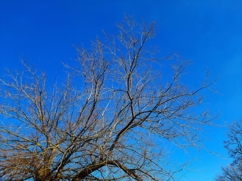 Iron Tree in Early Spring Against the Blue Sky. an Old Celtis L Tree ...