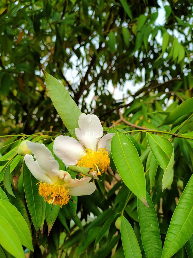 Iron Wood, Indian Rose Chestnut Stock Photo - Image of medicines ...