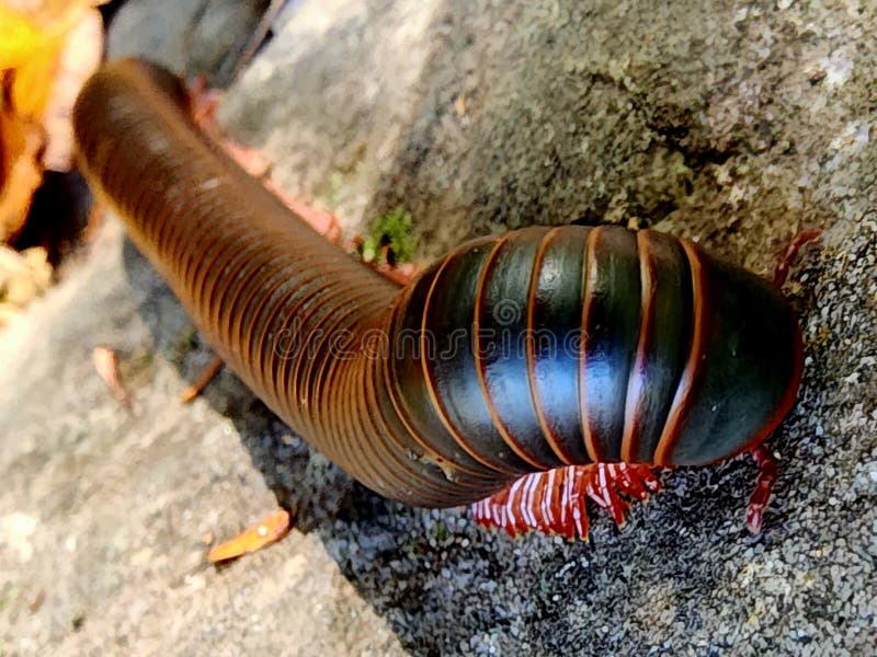 Worm, Nature, Natural, Macro Photographs Stock Image - Image of plant ...