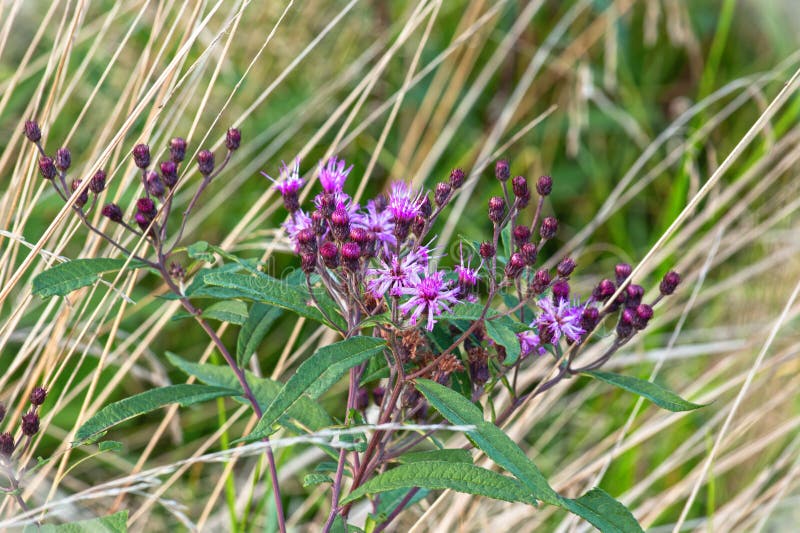 Ironweed Closeup stock image. Image of background, macro - 291954833