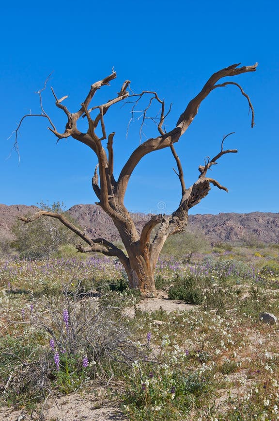 Ironwood Tree Against Blue Sky Stock Photo - Image of dead, bare: 4599978