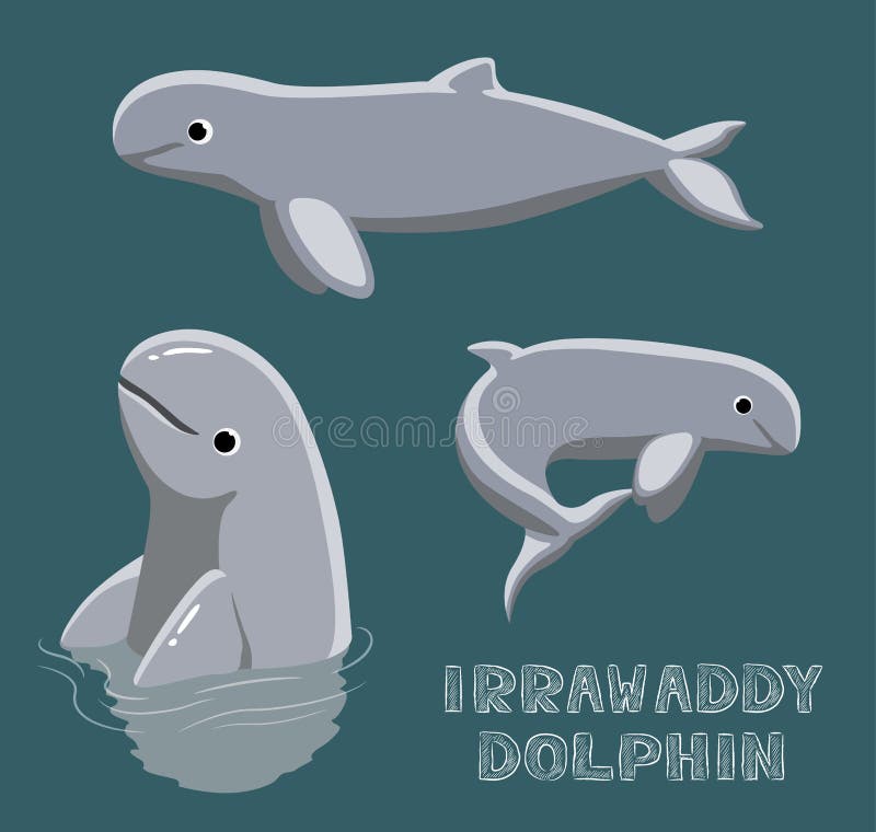 Irrawaddy Dolphin Backgrounds