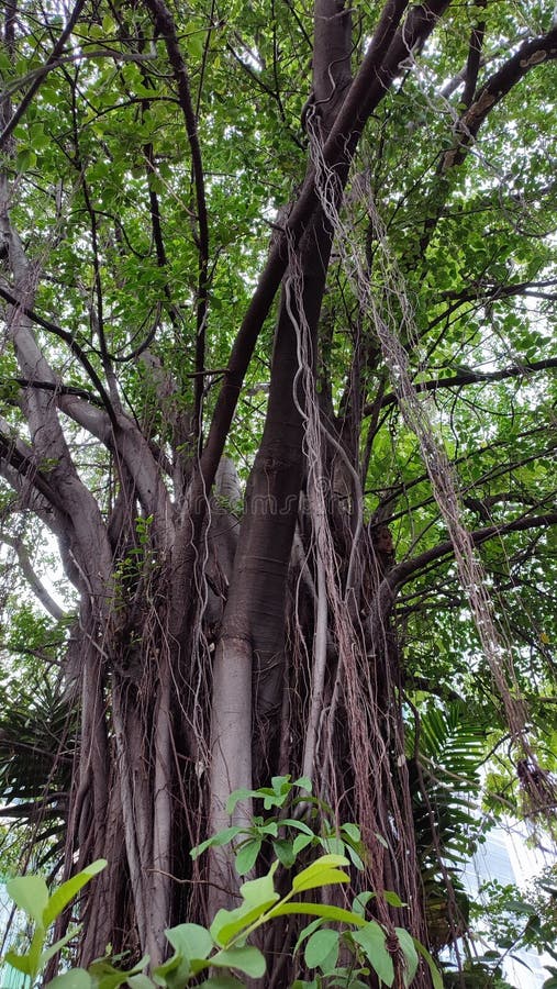 An Irregular Banyan Tree Covered with Roots Stock Photo - Image of ...