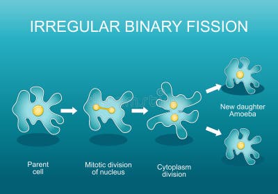 Irregular Binary Fission in Amoeba. Asexual Reproduction Stock Vector ...