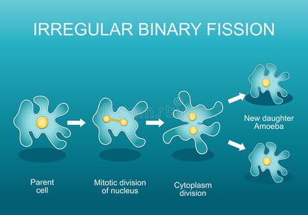 Irregular Binary Fission in Amoeba. Asexual Reproduction Stock Vector ...