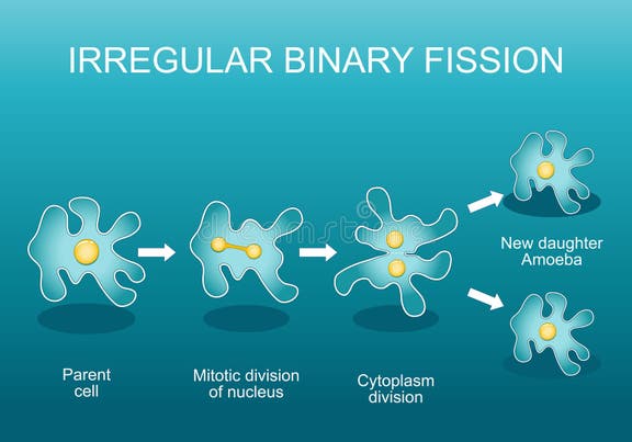Irregular Binary Fission in Amoeba. Asexual Reproduction Stock Vector ...