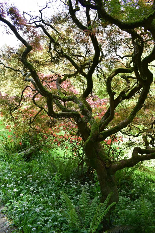 Irregular branching stock photo. Image of irregular, shapes - 79443964