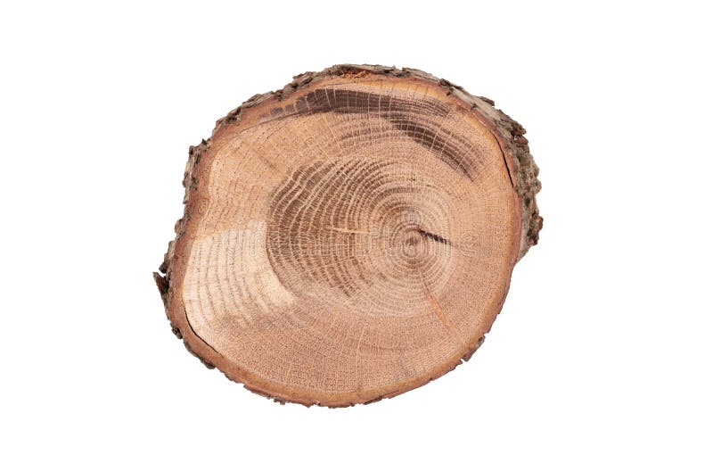 Irregular Shape Wood Slab with Bark and Tree Growth Rings Stock Image ...