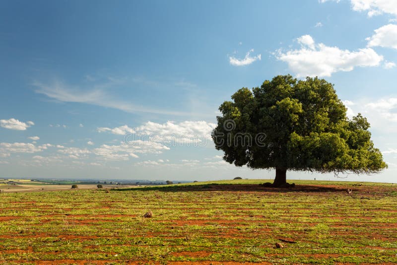 564 Imperfect Tree Photos - Free & Royalty-Free Stock Photos from ...