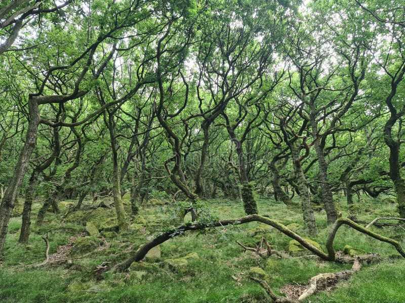 Irregular Trunk Shape of Trees Stock Photo - Image of branch, trunk ...