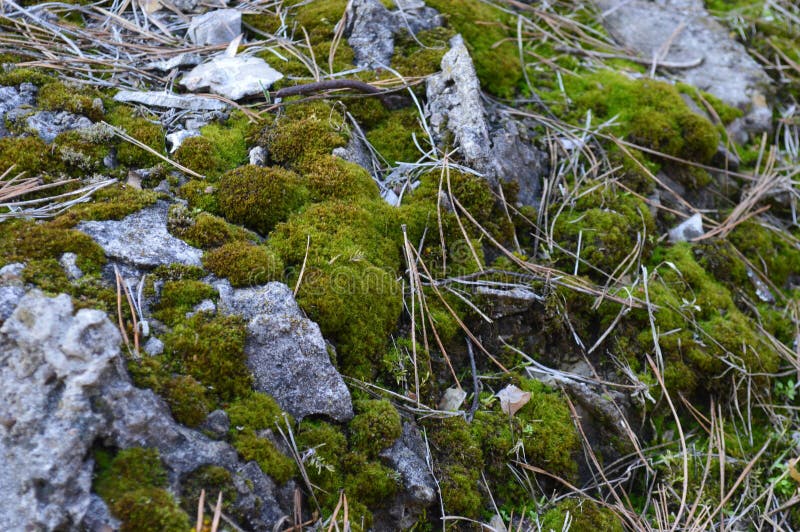 Grey Rocks Covered with Green Moss Stock Photo - Image of soft, rocks ...