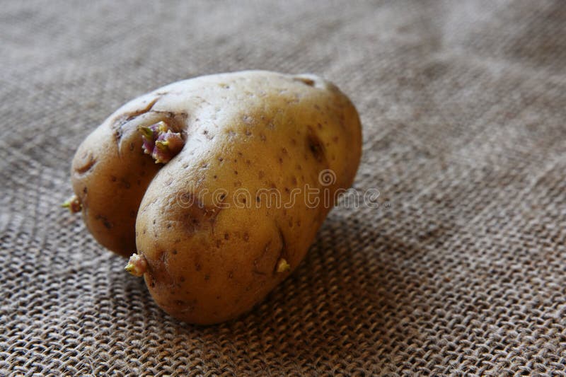 Potato in burlap sack stock photo. Image of harvest - 281940196