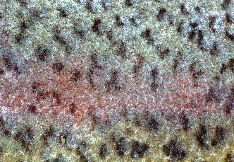Fish Skin Texture Close Up. Stock Photo - Image of studio, vibrant ...