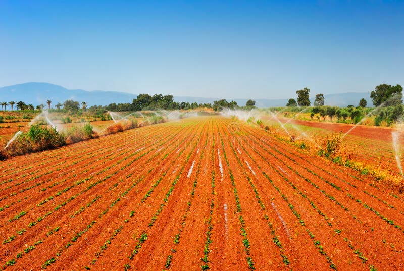 Irrigated farm stock photo. Image of morning, plantation - 7186508