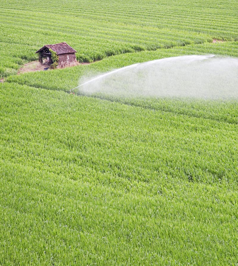 Irrigated field stock photo. Image of cultivate, field - 29674124