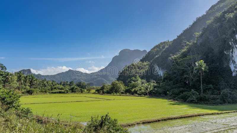 Irrigated Rice Fields are Divided into Rectangular Sections. Stock ...