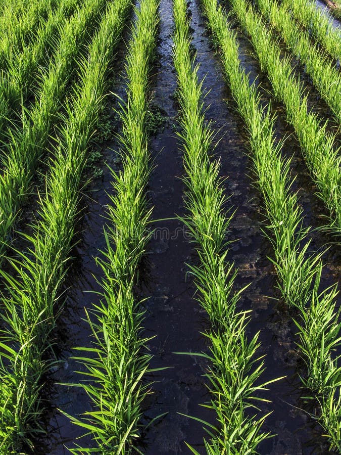 Irrigated Rice Plantation in the Toropi River Floodplain in Southern ...