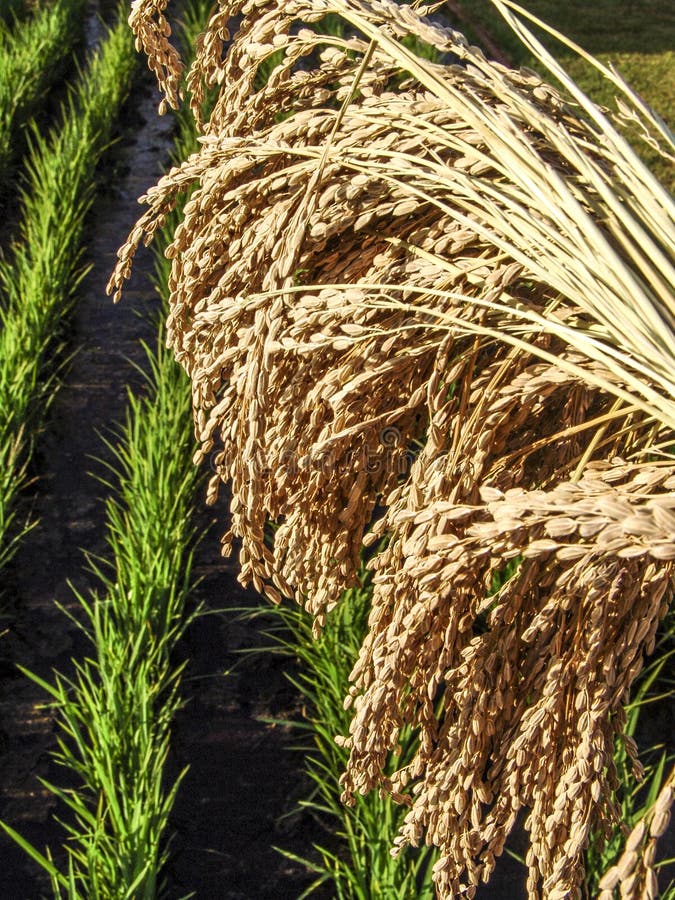 Irrigated Rice Plantation in the Toropi River Floodplain in Southern ...