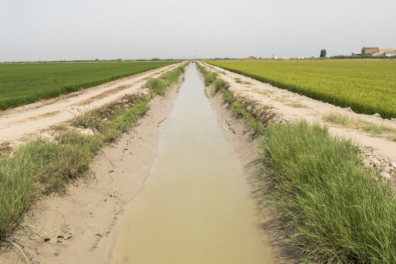 Irrigated rice plantation stock photo. Image of culture - 58378066