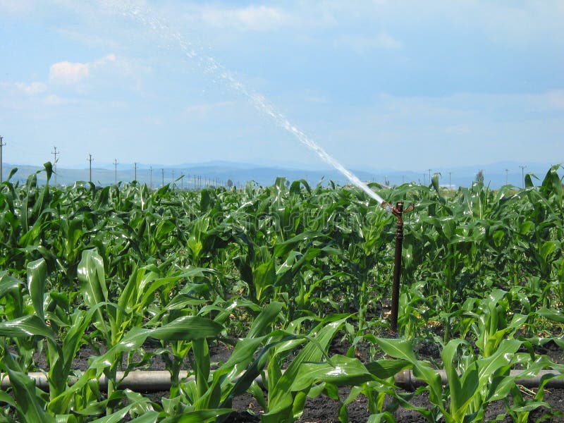 Irrigatie stock foto. Image of land, weiden, landschappen - 11188582
