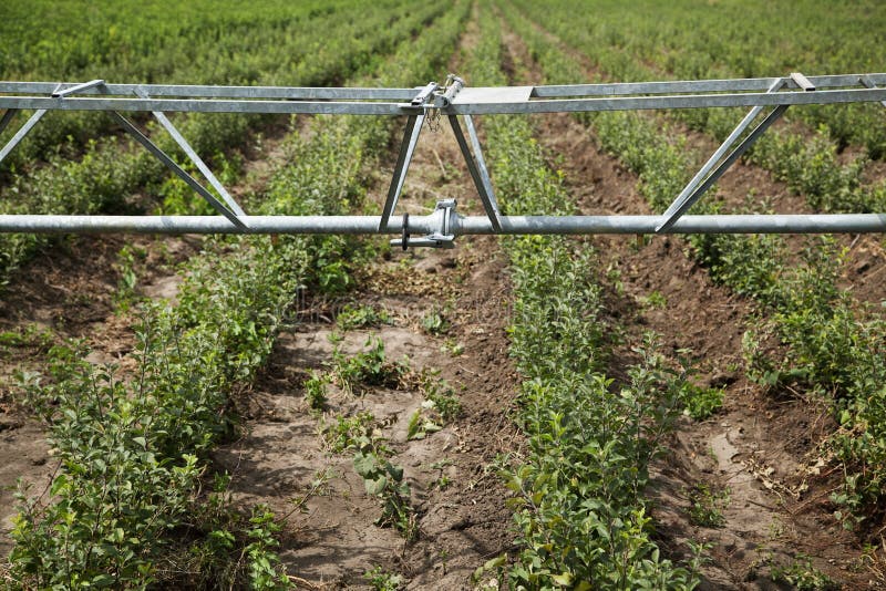 Irrigatie in landbouw stock afbeelding. Image of zaailing - 26205765