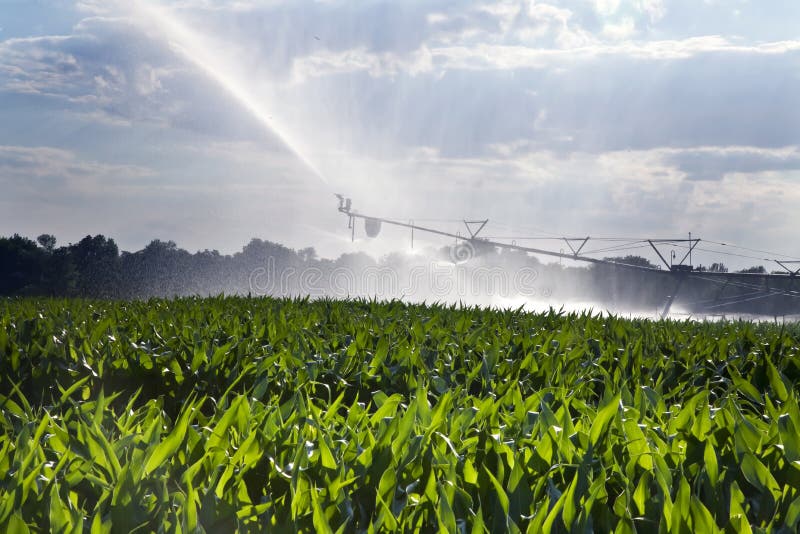 Irrigating a Cornfield stock photo. Image of irrigation - 73815072