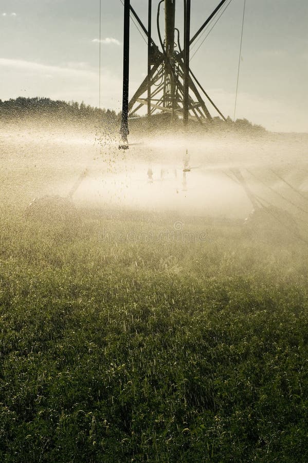 Irrigating crops in field stock photo. Image of lush, plants - 5173076