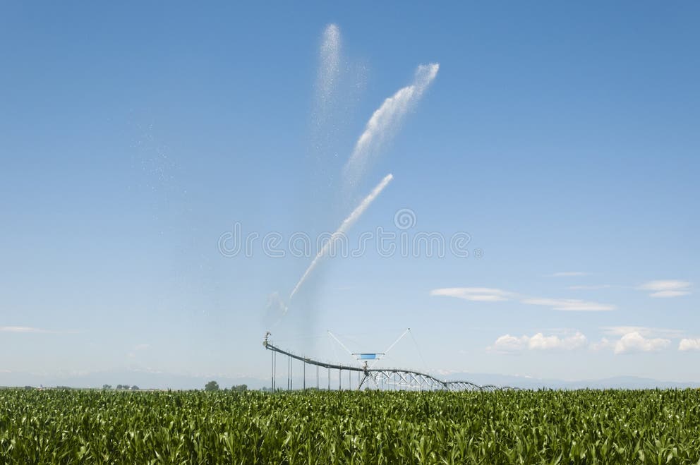 Irrigating a field of corn stock photo. Image of rural - 20982896