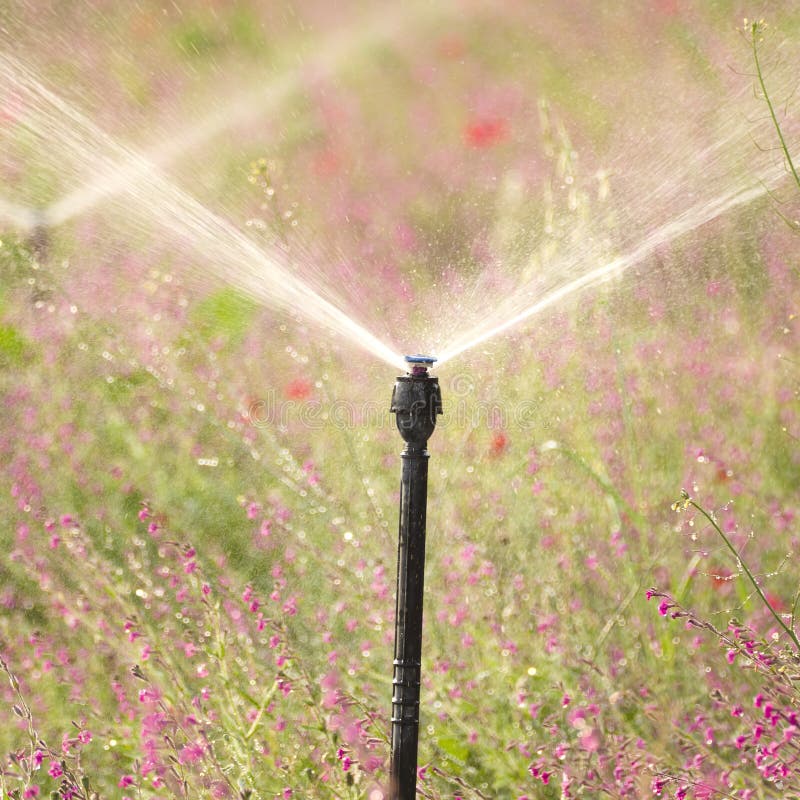 Irrigating a flower field stock photo. Image of mechanical - 38460078