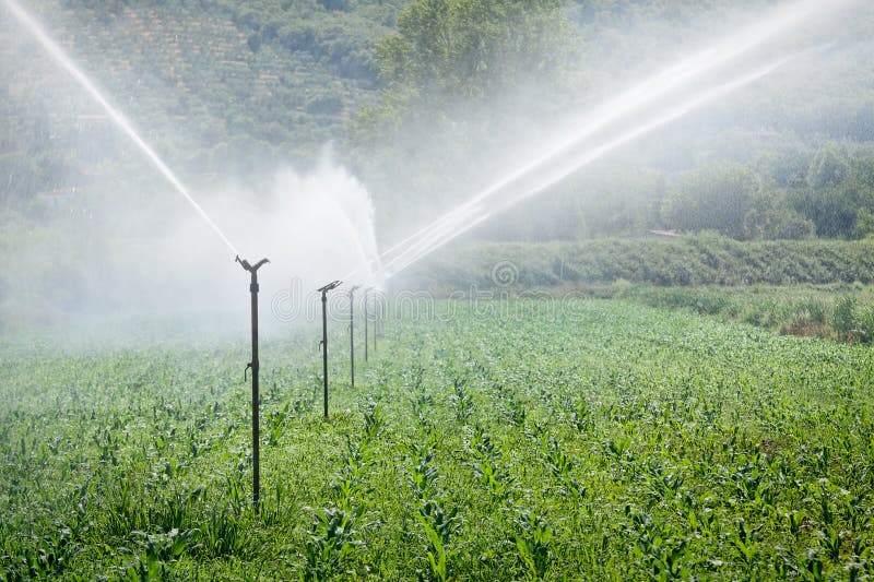 Irrigating Plants in Field stock image. Image of mist - 18418747