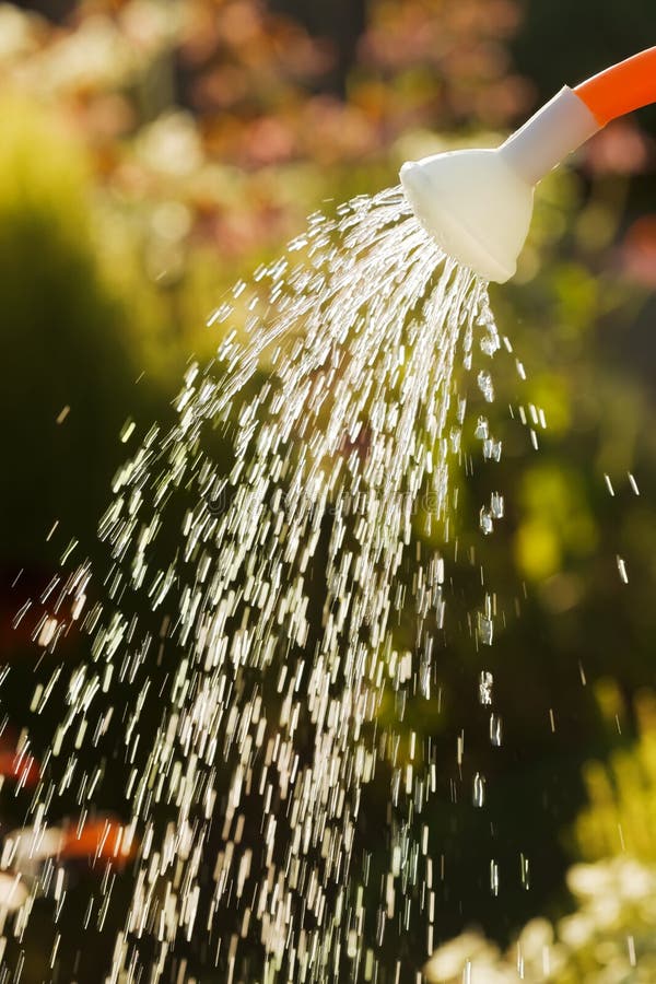Irrigating with Sprinkling Can Stock Photo - Image of spreading, hand ...