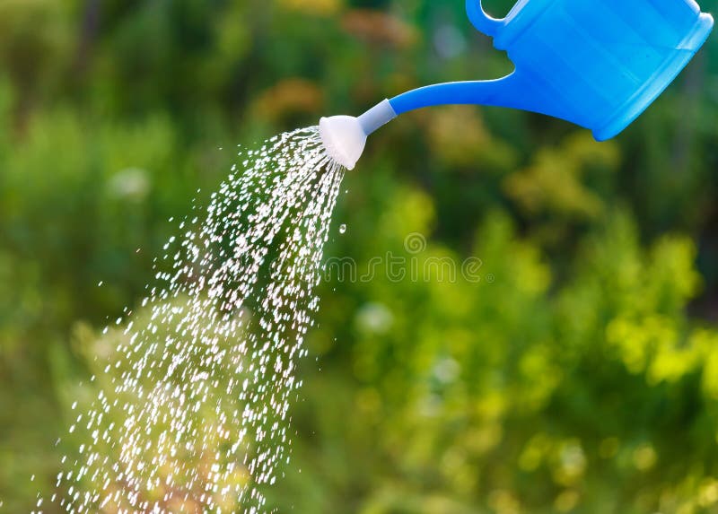 Irrigating with Sprinkling Can Stock Photo - Image of spreading, hand ...