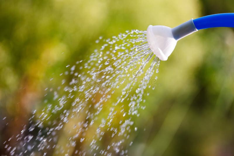 Irrigating with Sprinkling Can Stock Photo - Image of spreading, hand ...