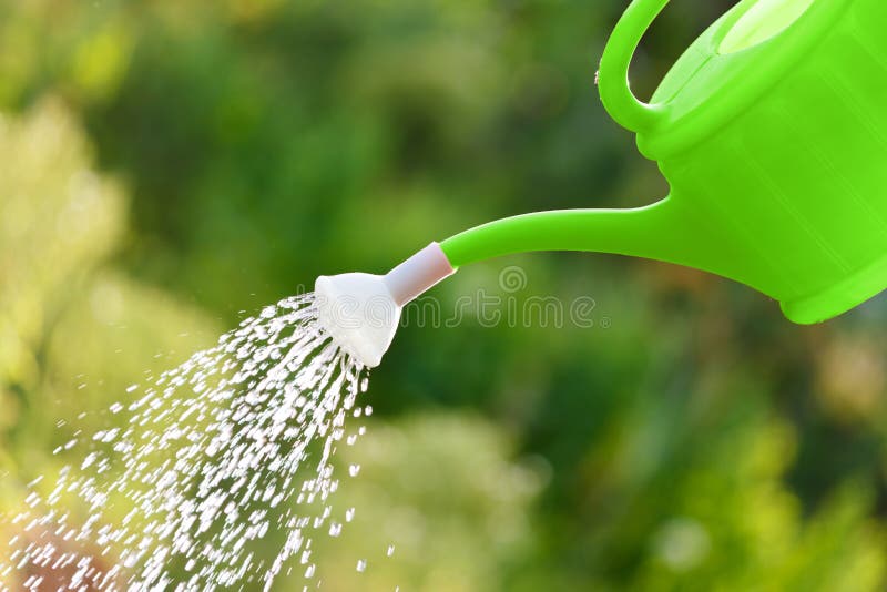 Irrigating with Sprinkling Can Stock Photo - Image of spreading, hand ...