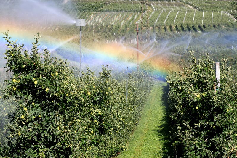 Orchard Watering System