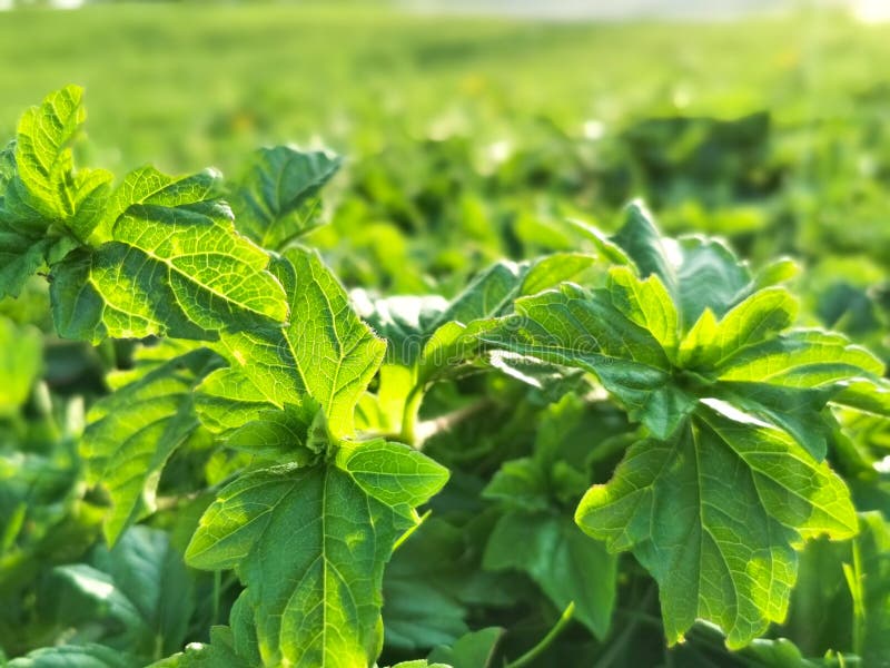 Irrigation Canal in Asia and Lots of Greenery and Tall Grass on a Green ...