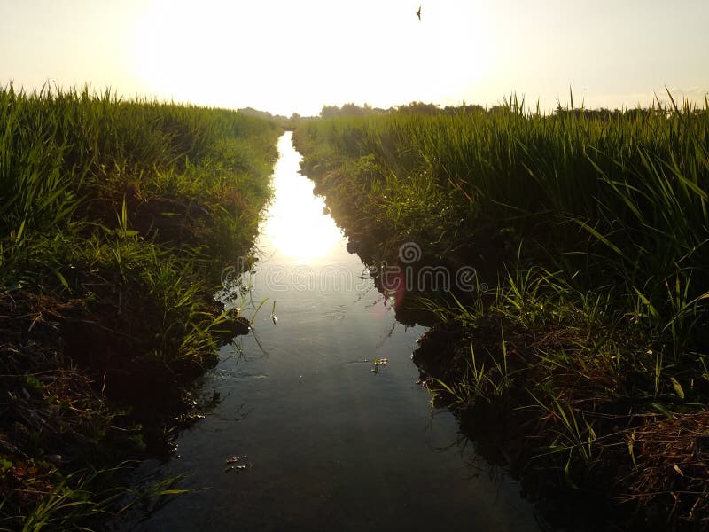 An Irrigation Canal in the Middle of the Rice Fields Stock Image ...