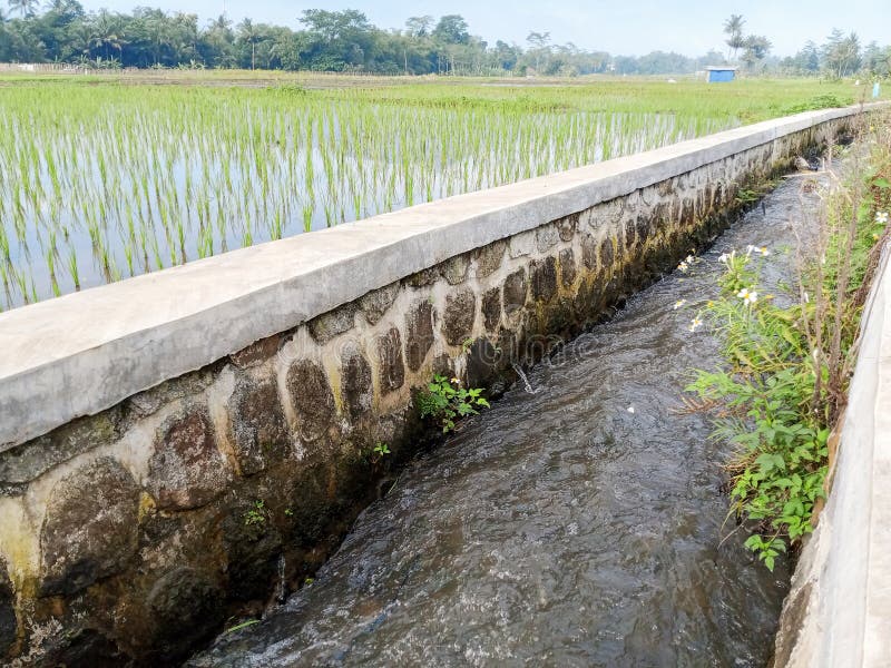 Irrigation Canal beside Rice Fields with Flowing Water in Rural Area ...
