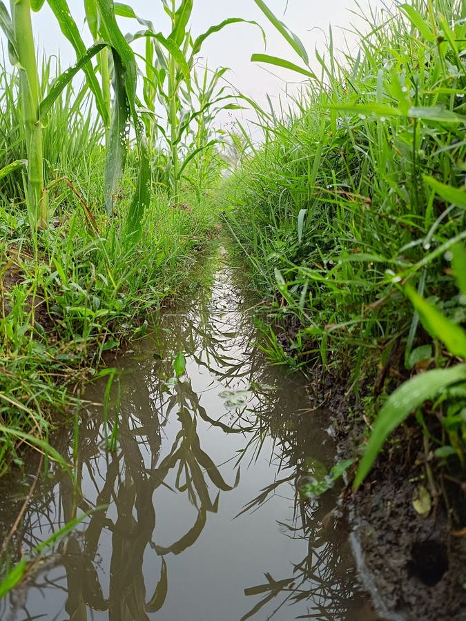 Irrigation Canal in Rice Fields with Green Grass Around Stock Image ...