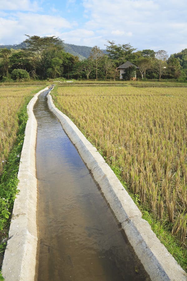 Irrigation Canal System in Rice Fields Stock Photo - Image of asia ...