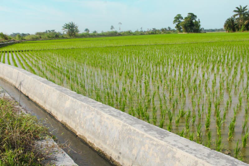 Irrigation Canals that Irrigate Rice Fields in Rural Areas Stock Photo ...