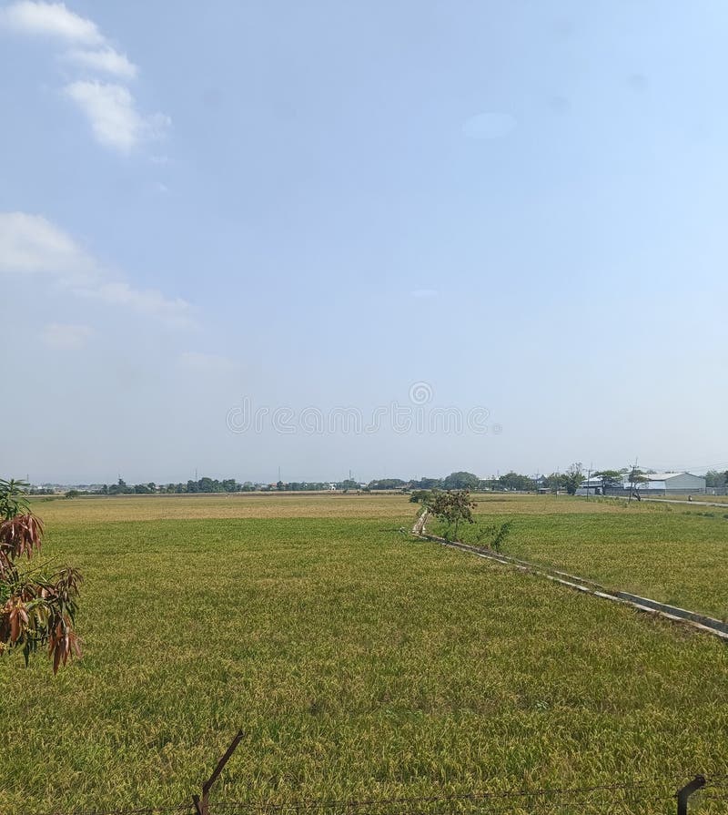 IRRIGATION CHANNEL stock image. Image of rice, channel - 353666859