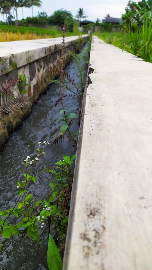 The Irrigation Channels in the Rice Fields Have Clear Water Stock Photo ...