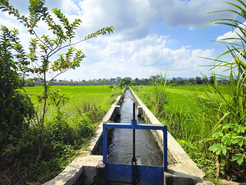 Irrigation Channels in Rice Fields Stock Image - Image of flowing, growth: 323556203